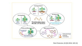Trichoderma ppt | PPTX