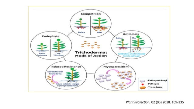 Trichoderma ppt | PPTX