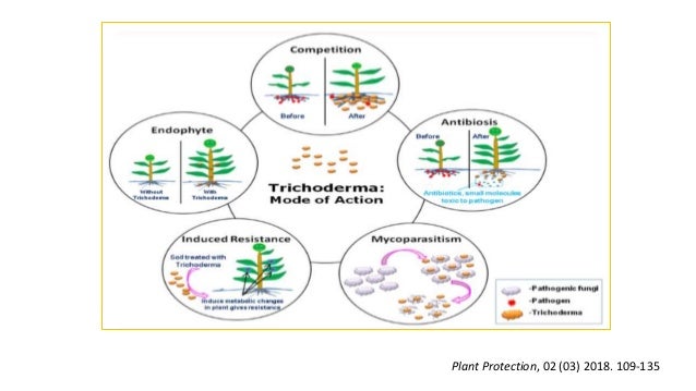 Trichoderma ppt