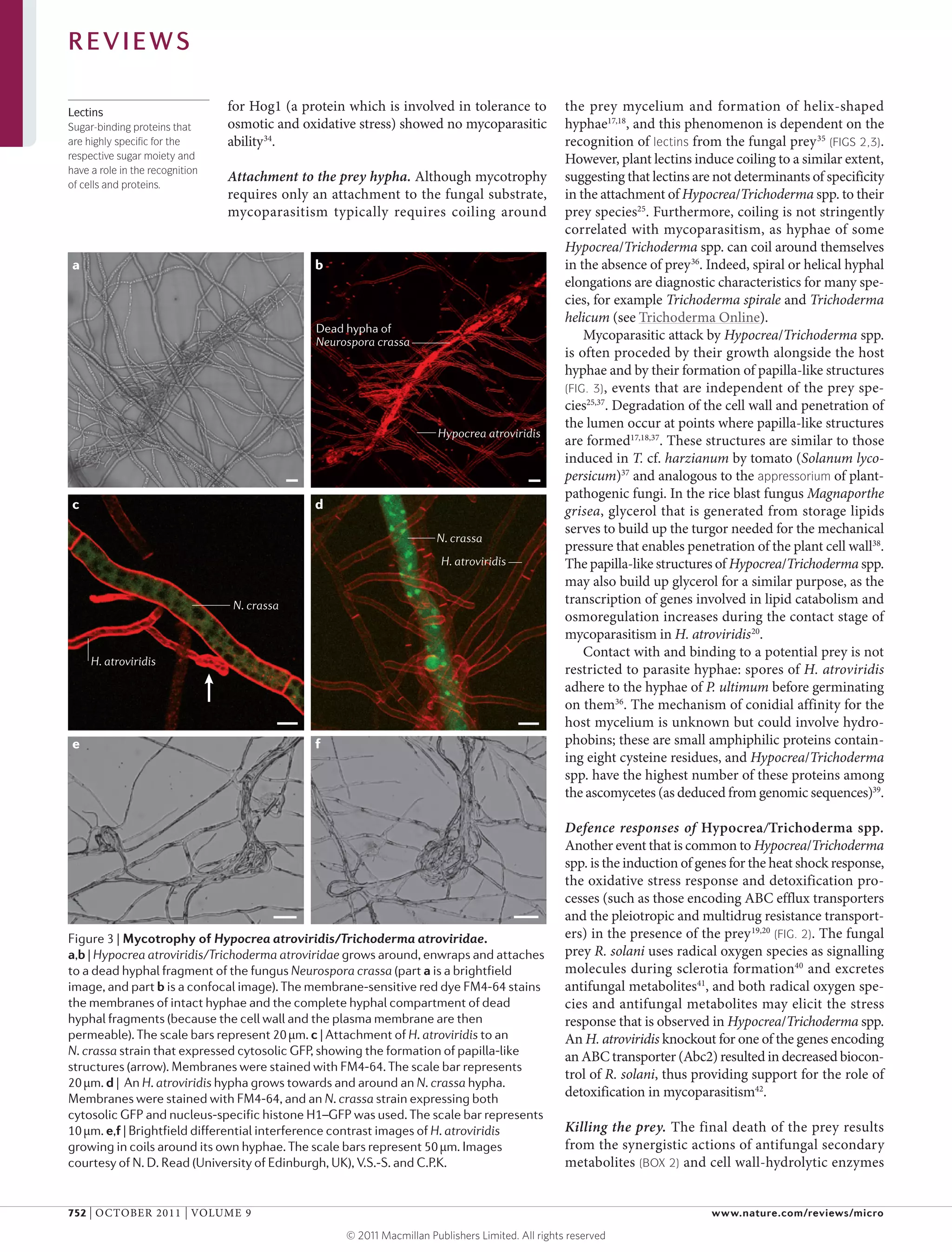 Trichoderma review | PDF
