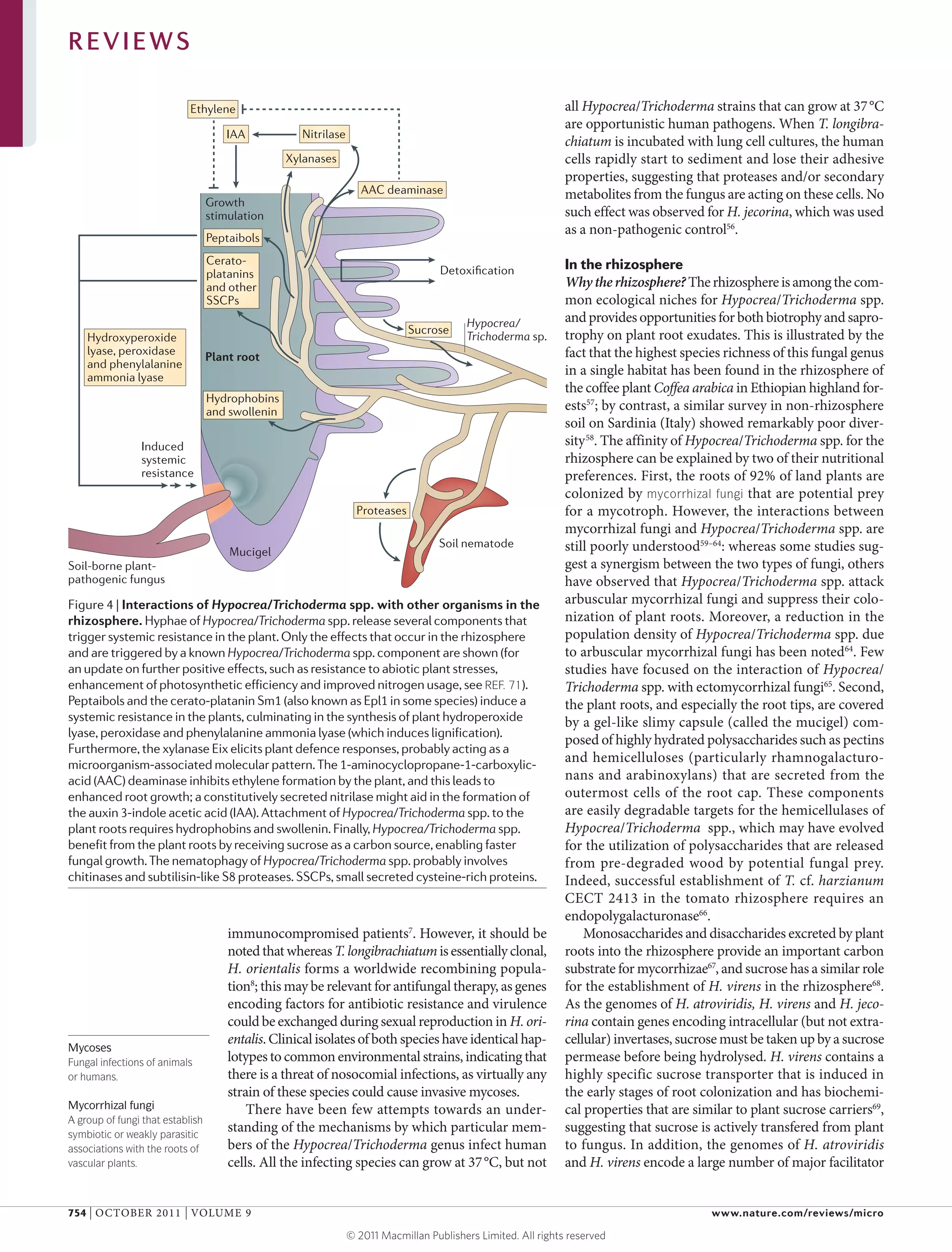 Trichoderma review | PDF
