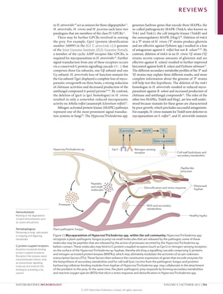 Trichoderma review | PDF