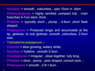 Trichoderma species | PPT