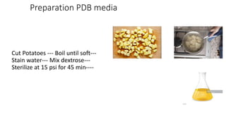 Mass multiplication of a Biofertilizer- Trichoderma viride | PPTX