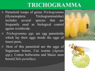 Trichogramma | PPTX