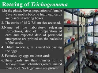 Trichogramma | PPTX