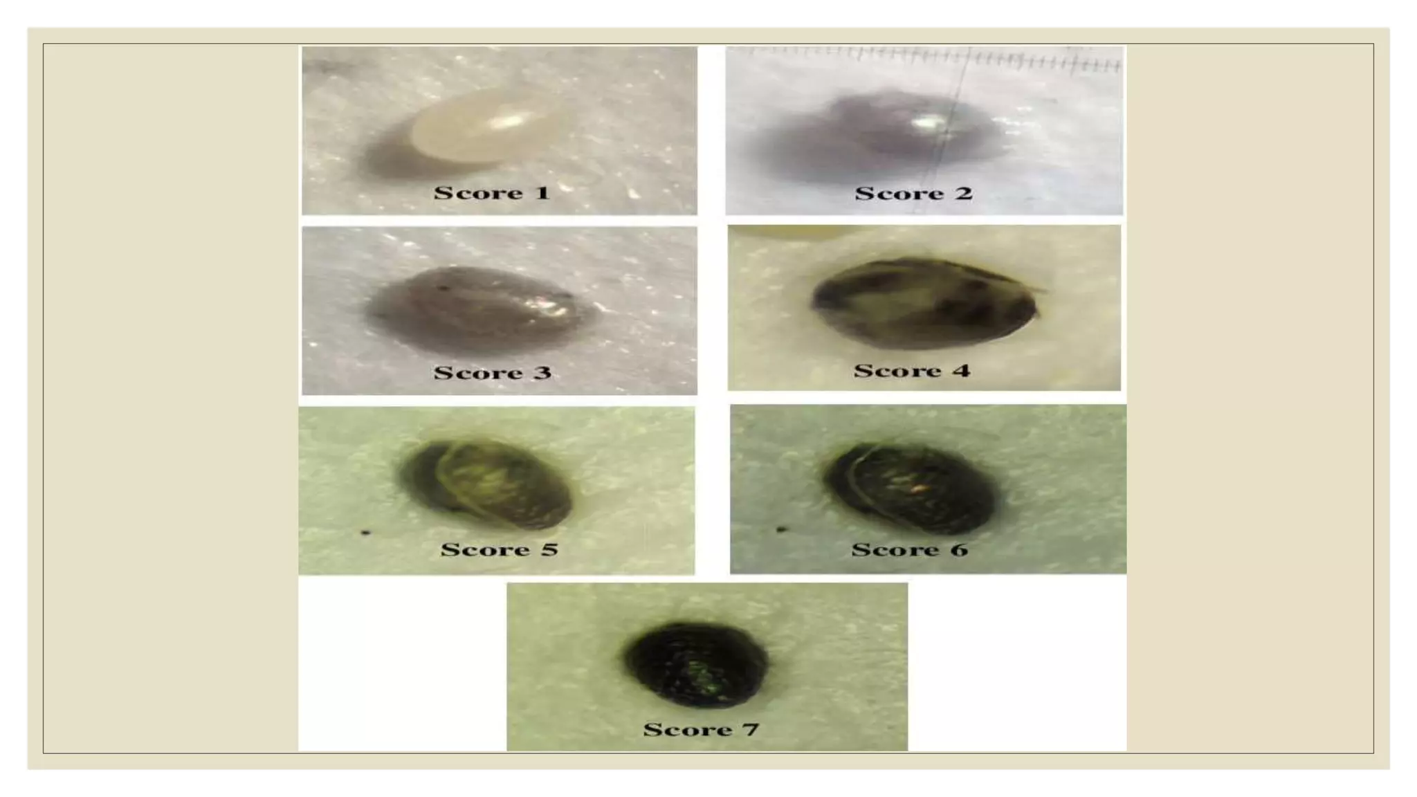 TRICHOGRAMMA.pptx