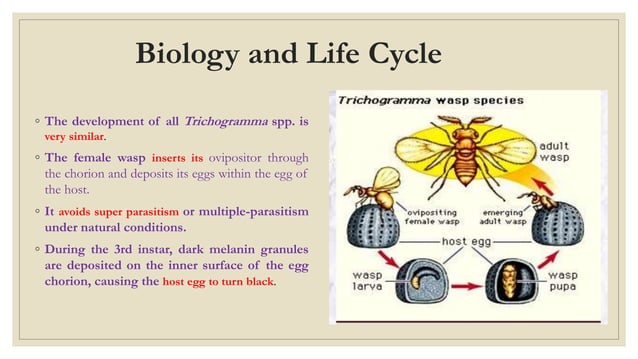 TRICHOGRAMMA.pptx | Beekeeping | Hobbies & Interests