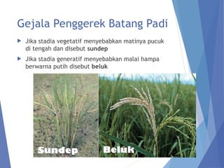 Bumbung konservasi untuk pengendalian penggerek batang.ppt