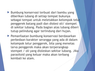 Bumbung konservasi untuk pengendalian penggerek batang.ppt
