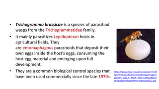 Trichogramma brassicae & Diaeretiella rapae | PPT | Free Download