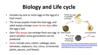 Trichogramma Life Cycle