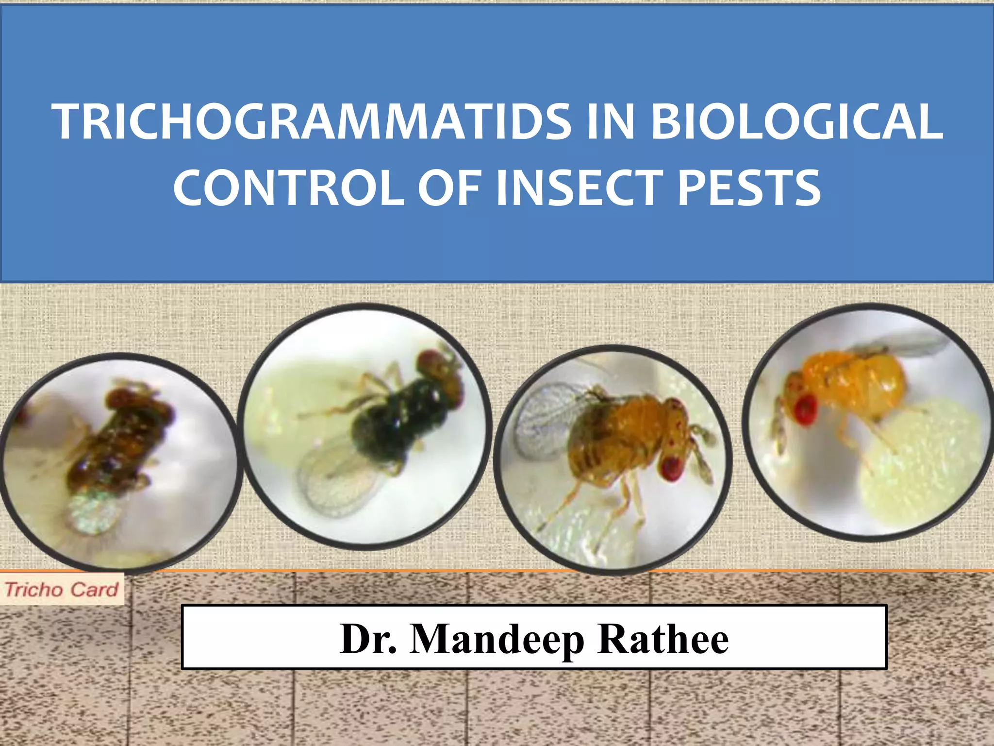TRICHOGRAMMATIDS IN BIOLOGICAL CONTROL OF INSECT PESTS.pptx