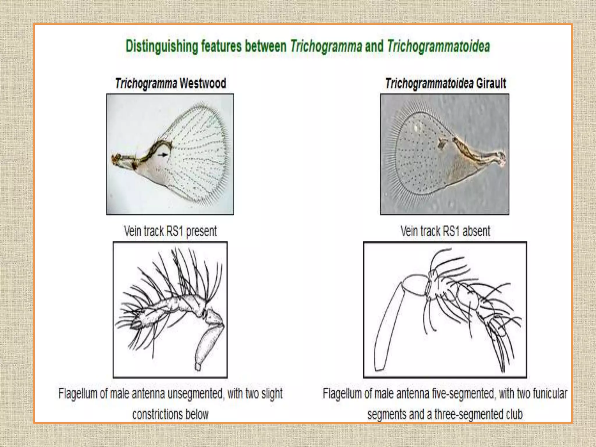 TRICHOGRAMMATIDS IN BIOLOGICAL CONTROL OF INSECT PESTS.pptx