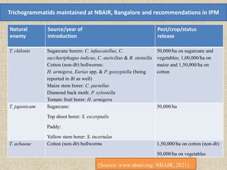 TRICHOGRAMMATIDS IN BIOLOGICAL CONTROL OF INSECT PESTS.pptx