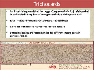 TRICHOGRAMMATIDS IN BIOLOGICAL CONTROL OF INSECT PESTS.pptx