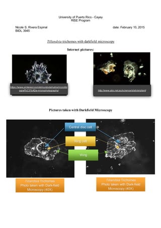 Trichomes investigation (1) | DOCX