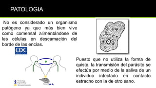 Trichomona tenax trichomona vaginalis y entamoeba gingivalis | PPTX