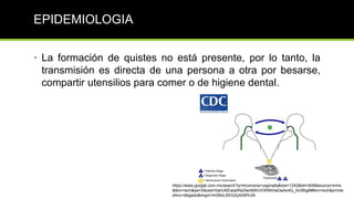Trichomona tenax trichomona vaginalis y entamoeba gingivalis | PPTX