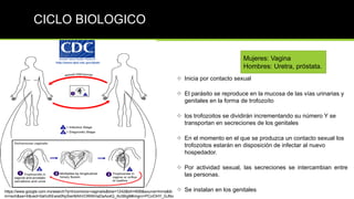 Trichomona tenax trichomona vaginalis y entamoeba gingivalis | PPTX