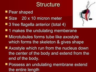 Trichomonas | PPT