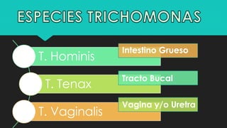 Trichomonas | PPT