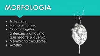 Trichomonas | PPT