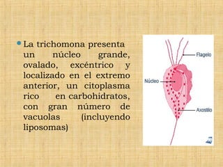 Trichomonas | PPT