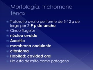 Trichomonas | PPTX