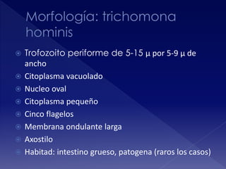 Trichomonas | PPTX