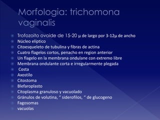 Trichomonas | PPTX