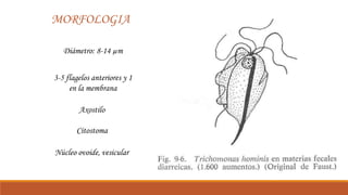 Trichomonas | PPTX