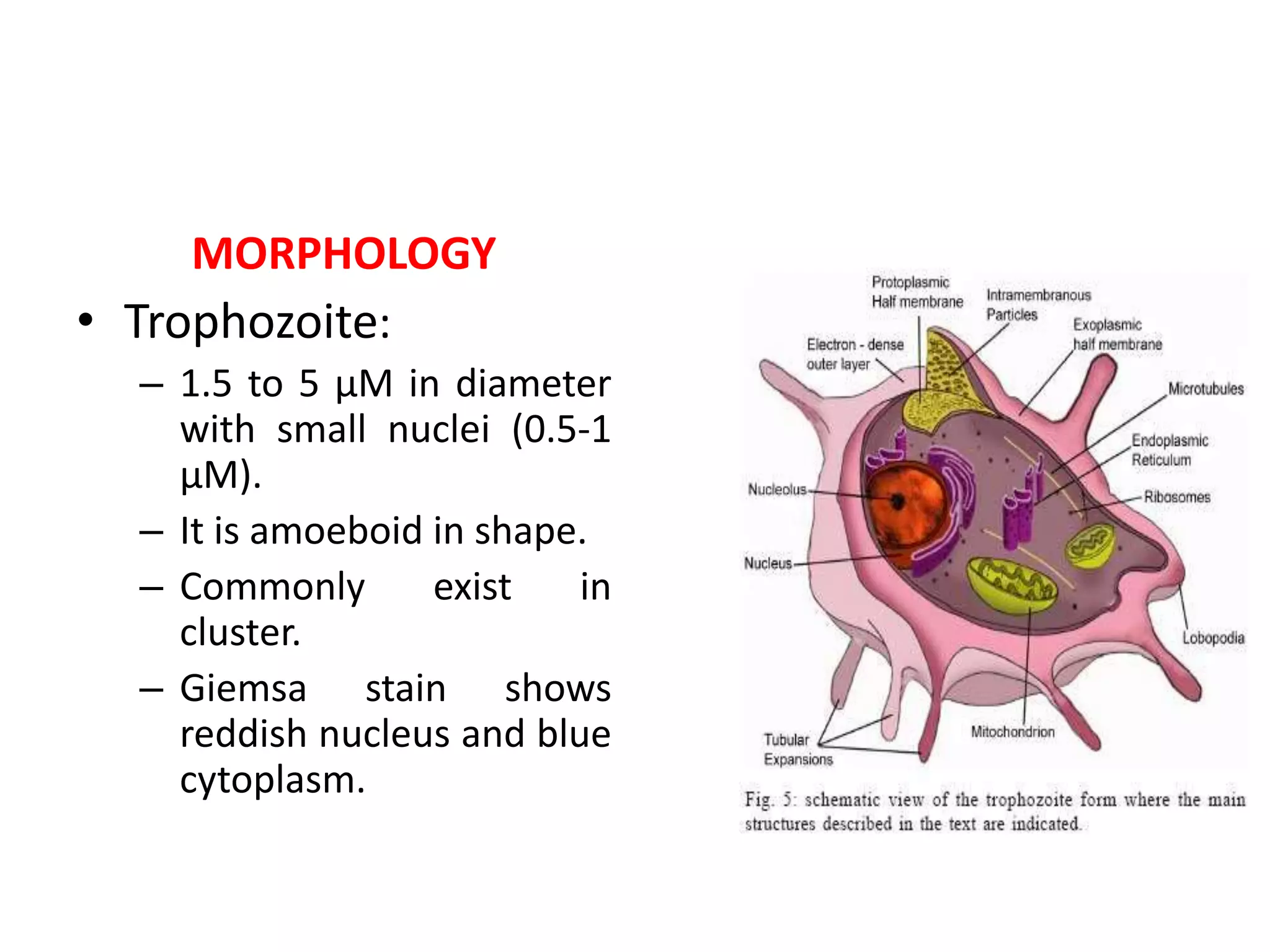 Trichomonas & Pneumocystis | PPT