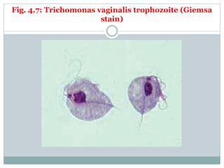 TRICHOMONAS. lecture 6 chapter 3.pptx