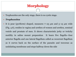 TRICHOMONAS. lecture 6 chapter 3.pptx