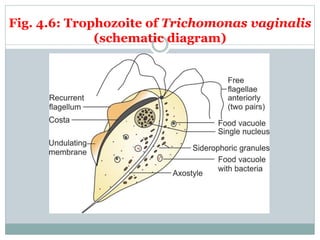 TRICHOMONAS. lecture 6 chapter 3.pptx