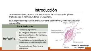 Trichomonas es un género de parásitos protozoarios flagelados. | PPTX