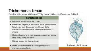 Trichomonas es un género de parásitos protozoarios flagelados. | PPTX
