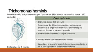 Trichomonas es un género de parásitos protozoarios flagelados. | PPTX