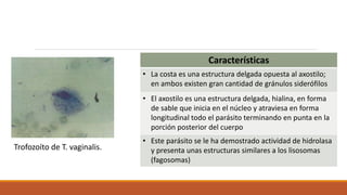 Trichomonas es un género de parásitos protozoarios flagelados. | PPTX