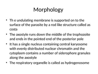 TRICHOMONAS SPECIES ( PARASITOLOGY) PPTx | PPTX