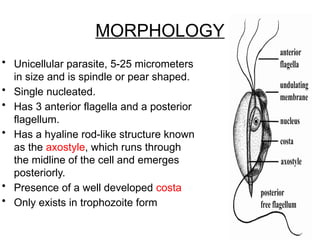 Trichomonas fetus.pptx. . | PPTX