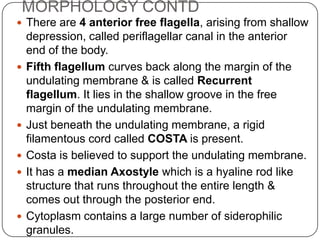 Trichomonas jp | PPTX