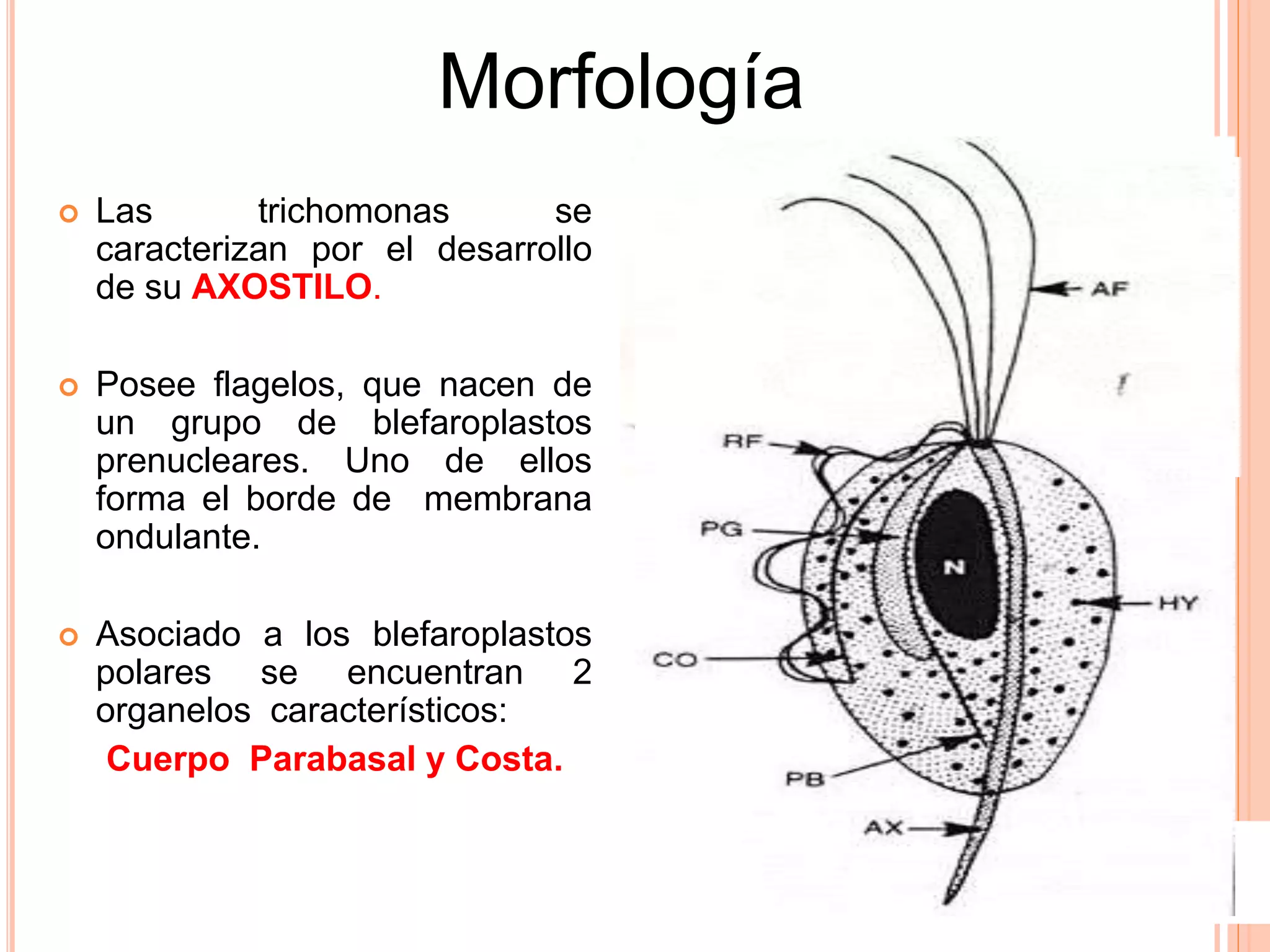 Trichomonas | PPT
