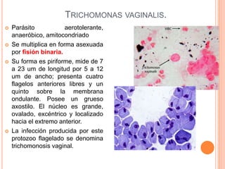 Trichomonas | PPTX
