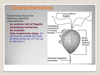 Trichomonas | PPTX