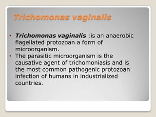 Trichomonas | PPTX
