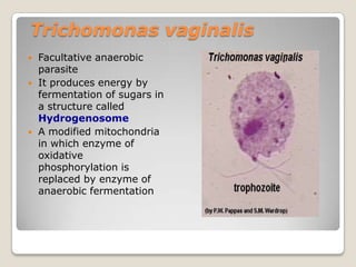 Trichomonas | PPTX
