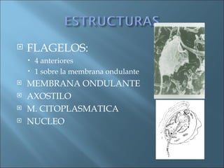 Trichomonas Tenax | PPT