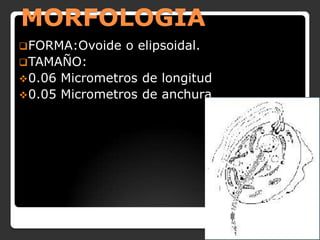 Trichomonas tenax | PPTX